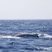 Azores Whale Watching & Wildlife Tours TERRA AZUL™