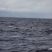 Azores Whale Watching & Wildlife Tours TERRA AZUL™