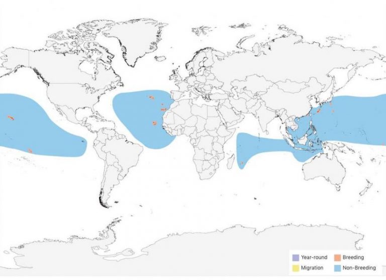 Bulwer's Petrel | azoreswhalewatch.com