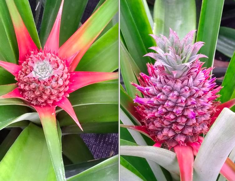 Be a Pineapple from the Azores! | azoreswhalewatch.com