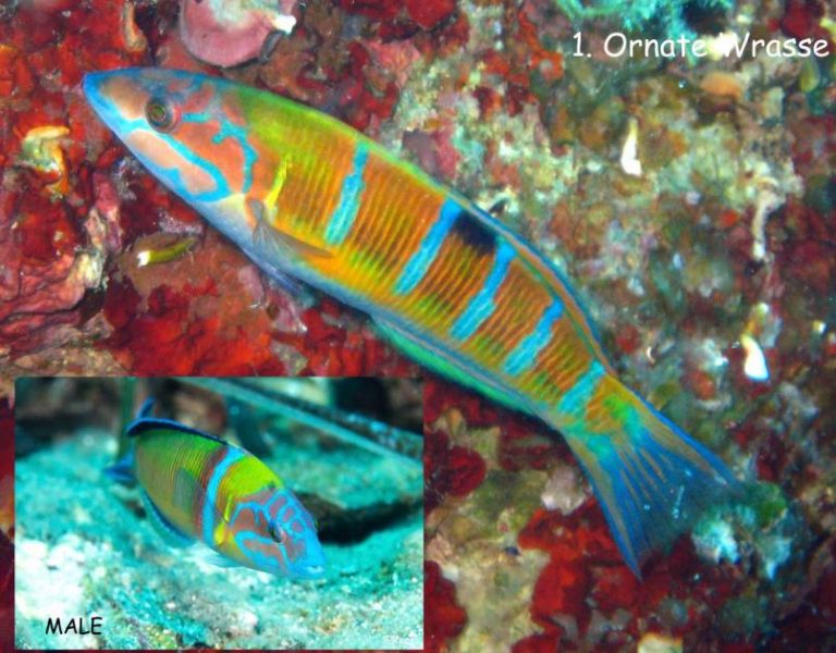 TOP 10 Fish to discover in the Azores | azoreswhalewatch.com