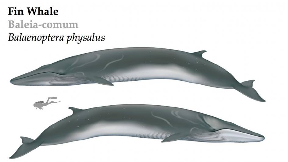 Fin Whale Size Fin Whale Size