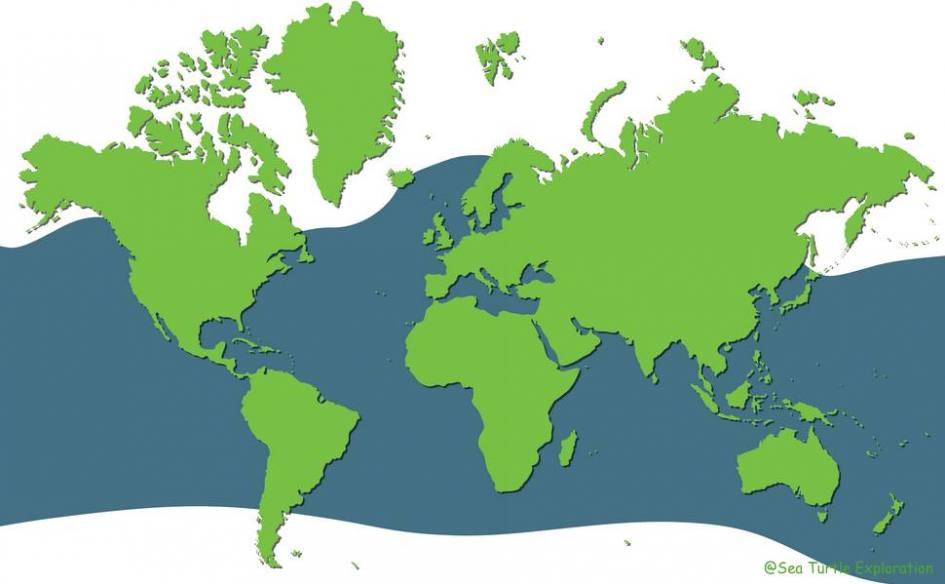 Leatherback Sea Turtle - the largest of all living turtles ...