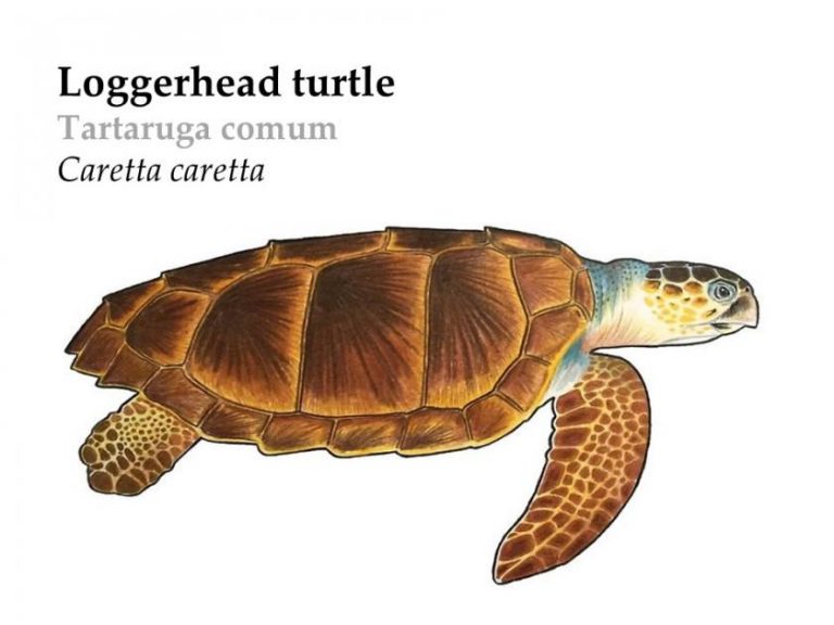 Loggerhead Sea Turtle | azoreswhalewatch.com