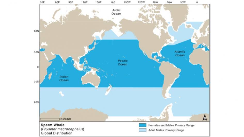 Sperm Whale - The largest existing toothed whale | azoreswhalewatch.com