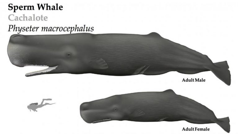 Sperm Whale - The largest existing toothed whale | azoreswhalewatch.com