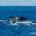 Azores Whale Watching & Wildlife Tours TERRA AZUL™