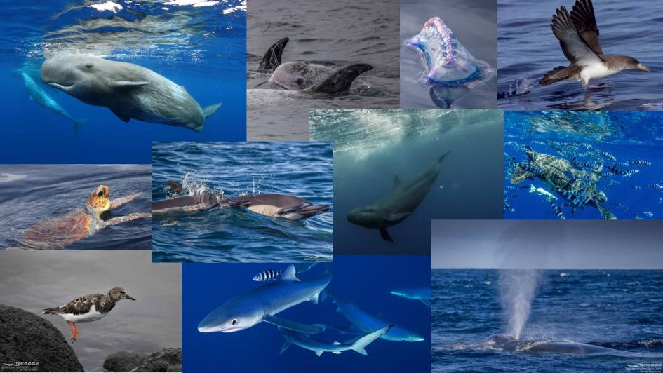 Happy 2019 World Wildlife Day! | azoreswhalewatch.com