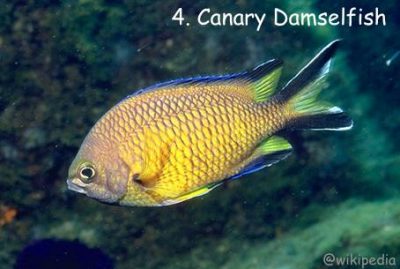 TOP 10 Fish to discover in the Azores | azoreswhalewatch.com