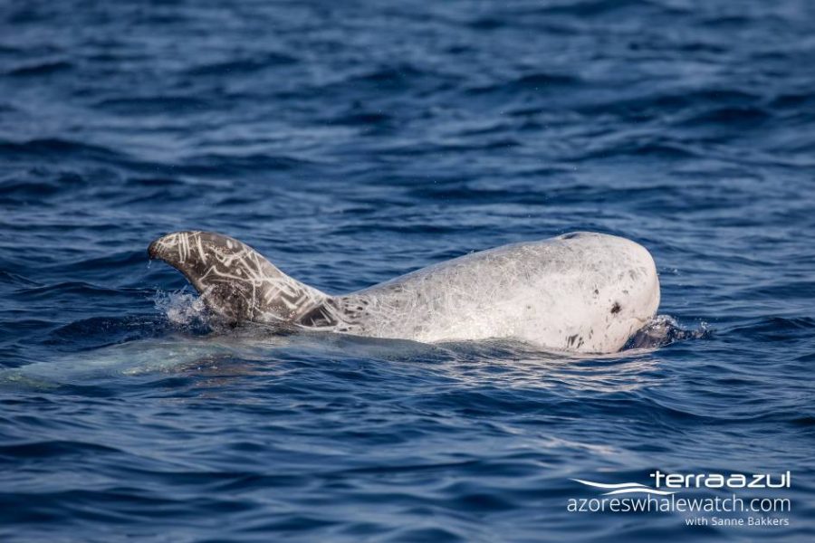 Azores Whales & Wildlife: Species Information Photos and Videos!