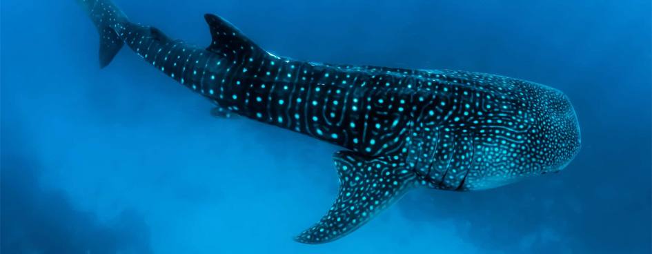 Whale Watching in Azores: Species Info, Photo & Video Sightings